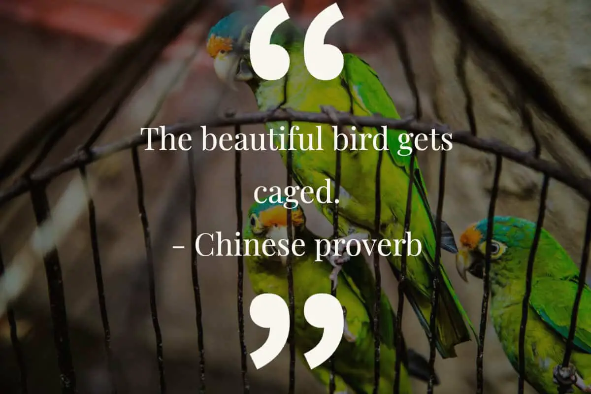 Over 175 Inspirational Chinese Proverbs On Life And Living - The Hummel ...